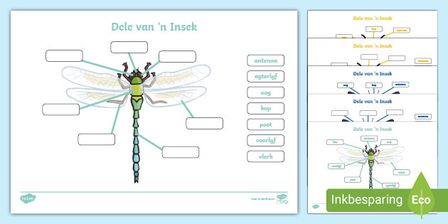 Dele van 'n Insek Aktiwiteit (teacher made)