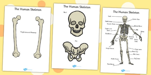 Human Skeleton Cut Outs (Common Names)
