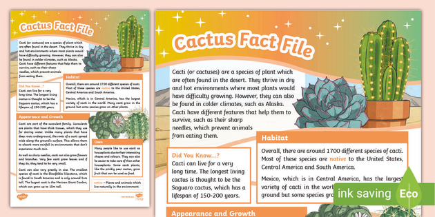 KS2 Cactus Fact File (teacher made)