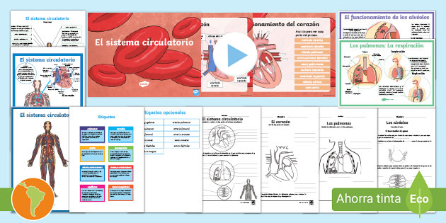 Paquete de recursos: Sistema Circulatorio (teacher made)