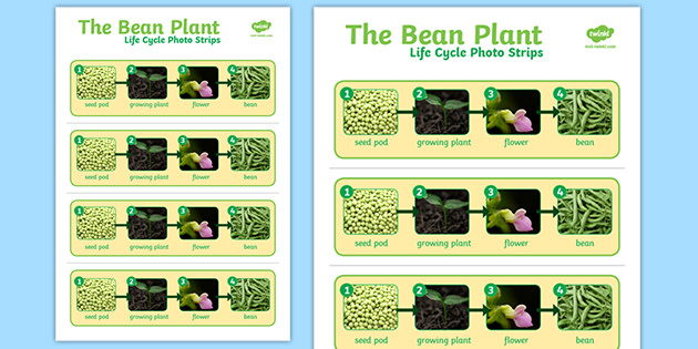 Bean Plant Life Cycle Photo Strip