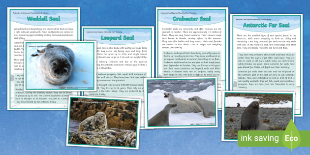 Antarctic Seal Species Matching Cards (teacher made)