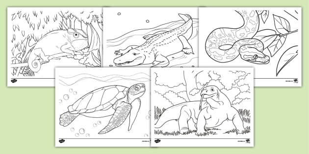 reptile coloring book for kids