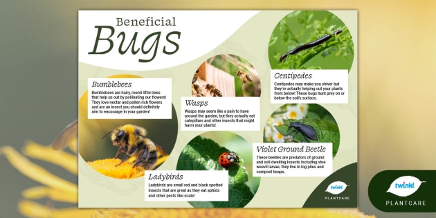 Beneficial Bugs | Creepy crawlies that help our plants
