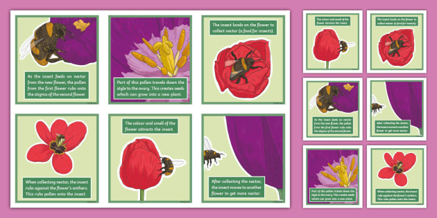 The Pollination Process Sequencing Cards (teacher made)