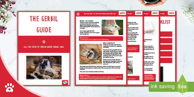 The Ultimate Gerbil Guide - Pet Care Guide - Twinkl Pets