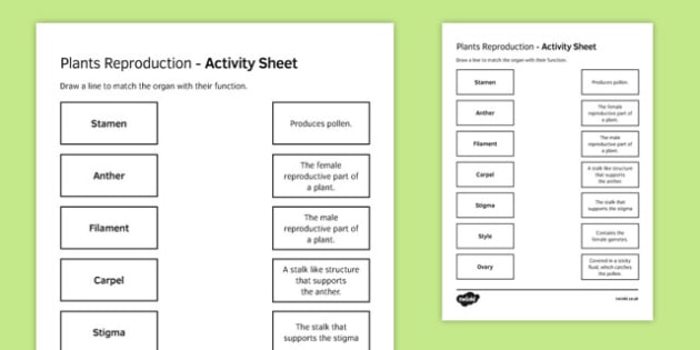 Plants Reproduction Match and Draw