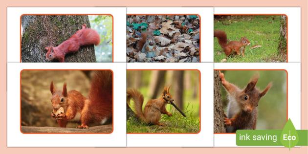 Red Squirrel Images - Printable Photos - Scottish Wildlife