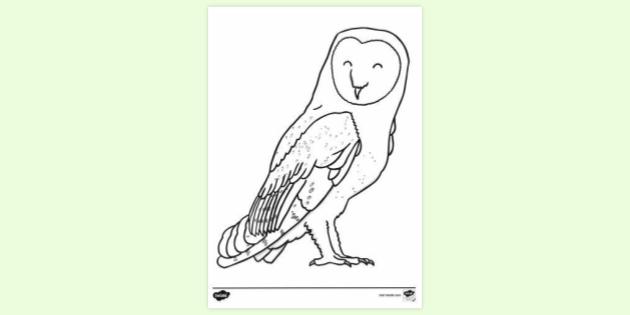 FREE! - Owl Colouring | Colouring Sheets (teacher made)