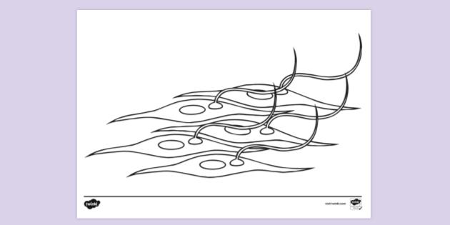 FREE! - Muscle Cells Multicellular Organisms | Colouring Sheets