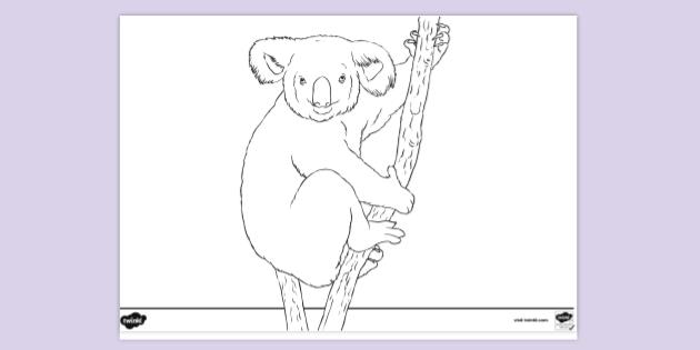 FREE! - Koala Colouring Sheet (teacher made)