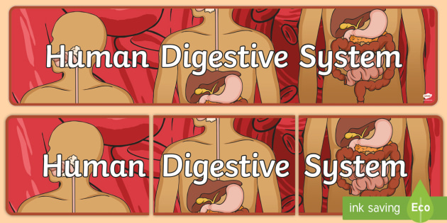 Human Digestive System Display Banner (teacher made)