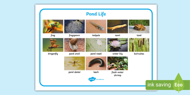 Pond Life Display Mat (teacher made)