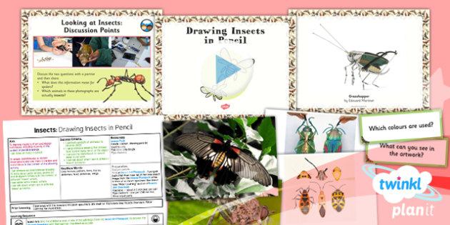 Art: Insects Unit: Drawing Insects in Pencil LKS2 Lesson Pack 1