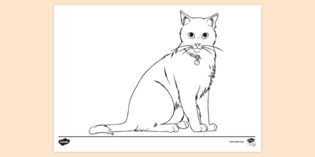 FREE! - Cat Colouring Sheet | Colouring Sheets