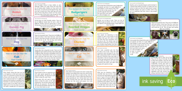Bearded Dragon Facts for Kids - Twinkl Homework Help