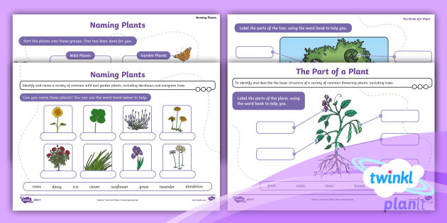 Science: Plants: Home Learning Tasks Year 1 (teacher made)