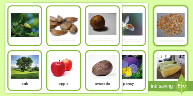 Seeds and Plants Matching Cards (teacher made)