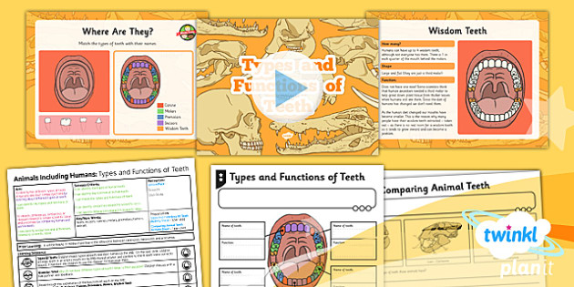 Science: Animals Including Humans: Types and Functions of Teeth Science: Animals Including Humans: Types and Functions of Teeth