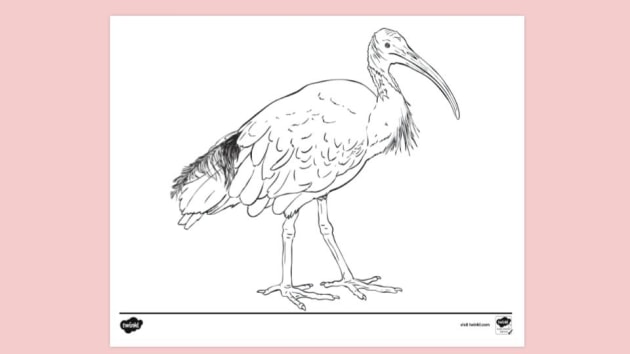 FREE! - Ibis Colouring Sheet | Colouring Sheets