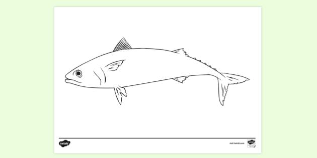 FREE! - Mackerel Fish Colouring Sheet | Colouring Sheets