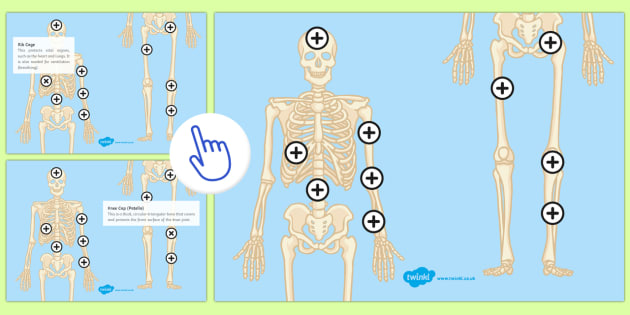 The Human Anatomy with Labels - Skeleton Picture Hotspots