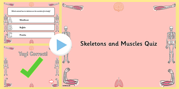 Skeletons and Muscles PowerPoint Quiz - human, muscle, body
