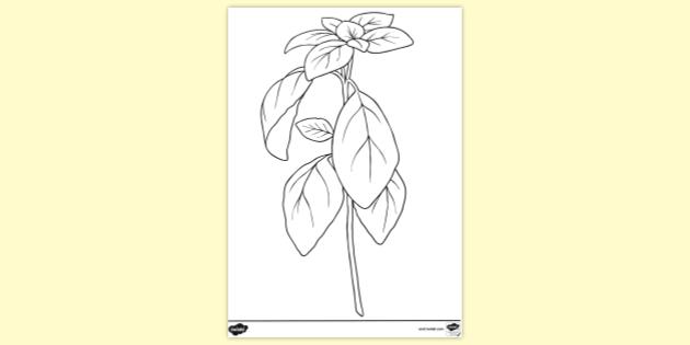 FREE! - Basil Colouring Page (teacher made)