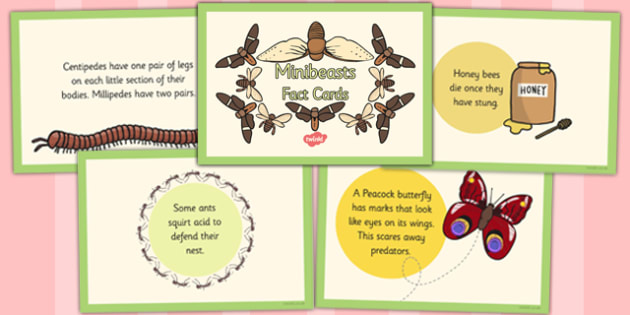 Minibeasts Facts Cards for Kids | Science Resource | Y 3-6
