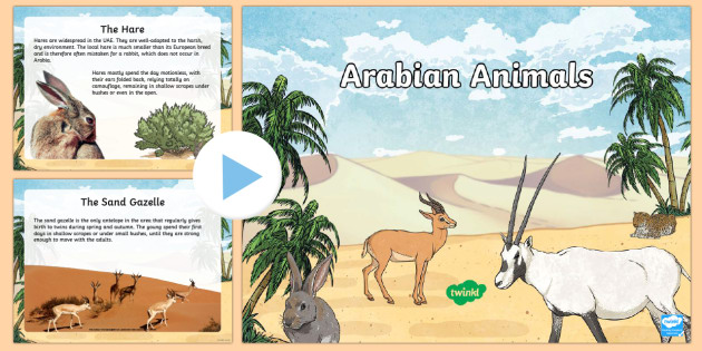 Arabian Animals PowerPoint (teacher made)