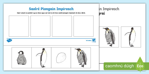 Penguin Life Cycle Gaeilge (teacher made)