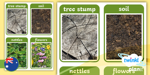 Year 1 Science Living Things and Their Habitats Display Photos