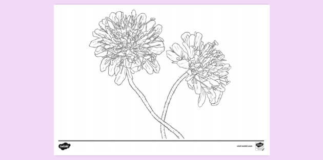 Devils Bit Scabious Colouring Sheet (teacher made)