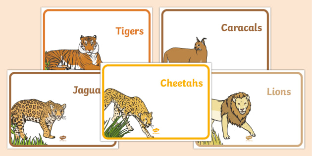 Editable Big Cat Reading Group Display Signs