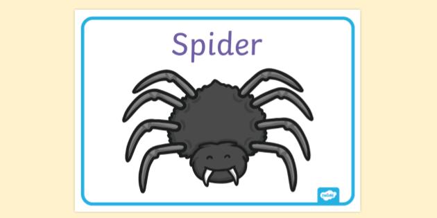 Big Spider Poster | Primary Resources - Twinkl
