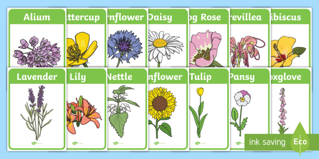 Flower Identification Display Posters Identify Plants KS1