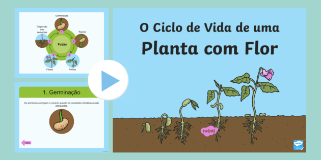 Ciclo De Vida De La Planta
