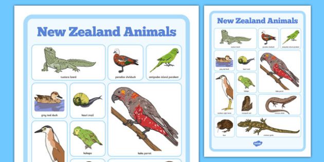 New Zealand Animals Word Grid (teacher made)