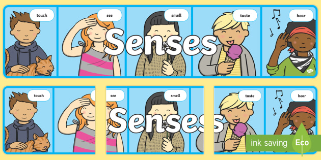 Five Senses Display Banner