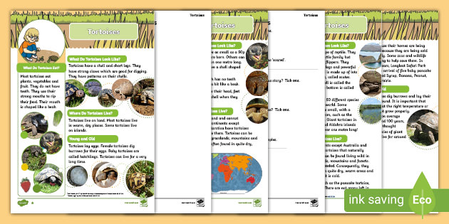 Tortoise Differentiated Reading Comprehension Activity - KS1
