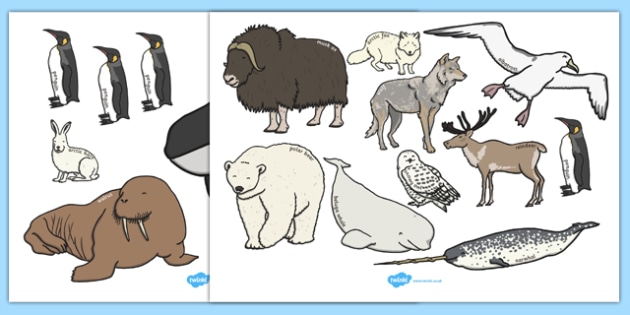 Animale Polare - Ciclul Primar - România (teacher made)