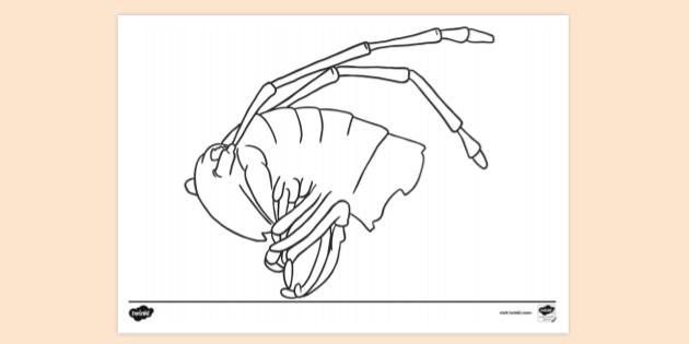 FREE! - Troglobite Colouring Sheet | Colouring Sheets