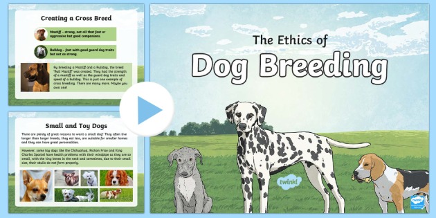 KS2 National Pet Month: The Ethics Of Dog Breeding PowerPoint
