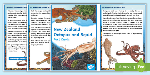 New Zealand Octopus and Squid