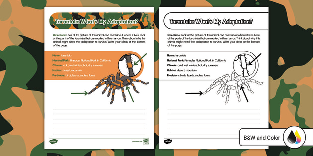 Tarantula: What's My Adaptation? Activity