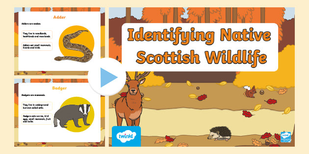 Identifying Native Animals in Scotland PowerPoint | Twinkl