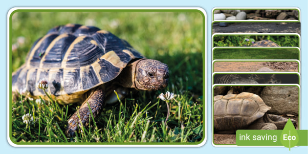 Tortoise Biology Facts | twinkl.co.uk