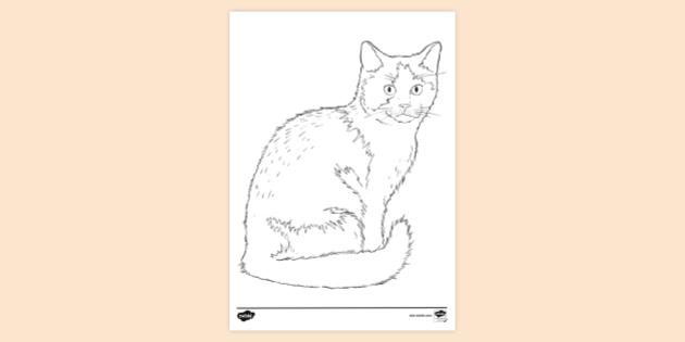 Cat Colouring Sheet - Parents - Fun Stuff - F-6
