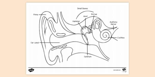 Detecting Sound Inner Ear Labelled Structure Colouring Sheet