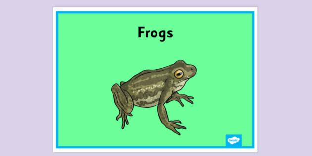 FREE! - Printable Poster Frogs Display Poster | Primary Resources